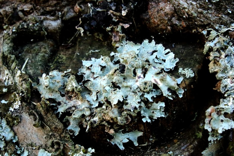 Les lichens : généralités - Place de la Nature
