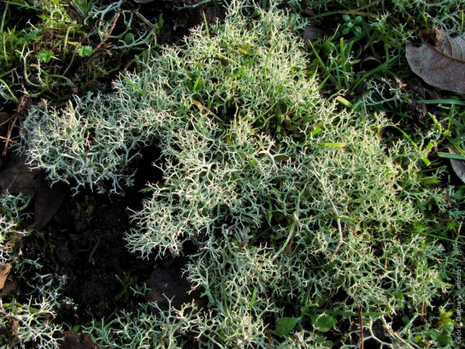 Les lichens : habitats et morphologies - Place de la Nature