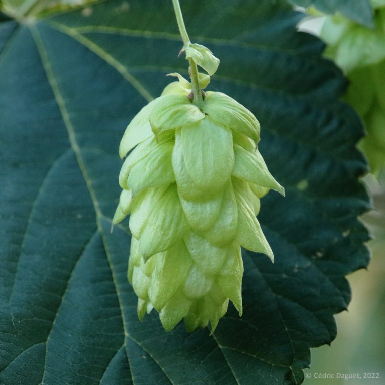 Le Houblon sauvage, plante à connaitre. - Place de la Nature