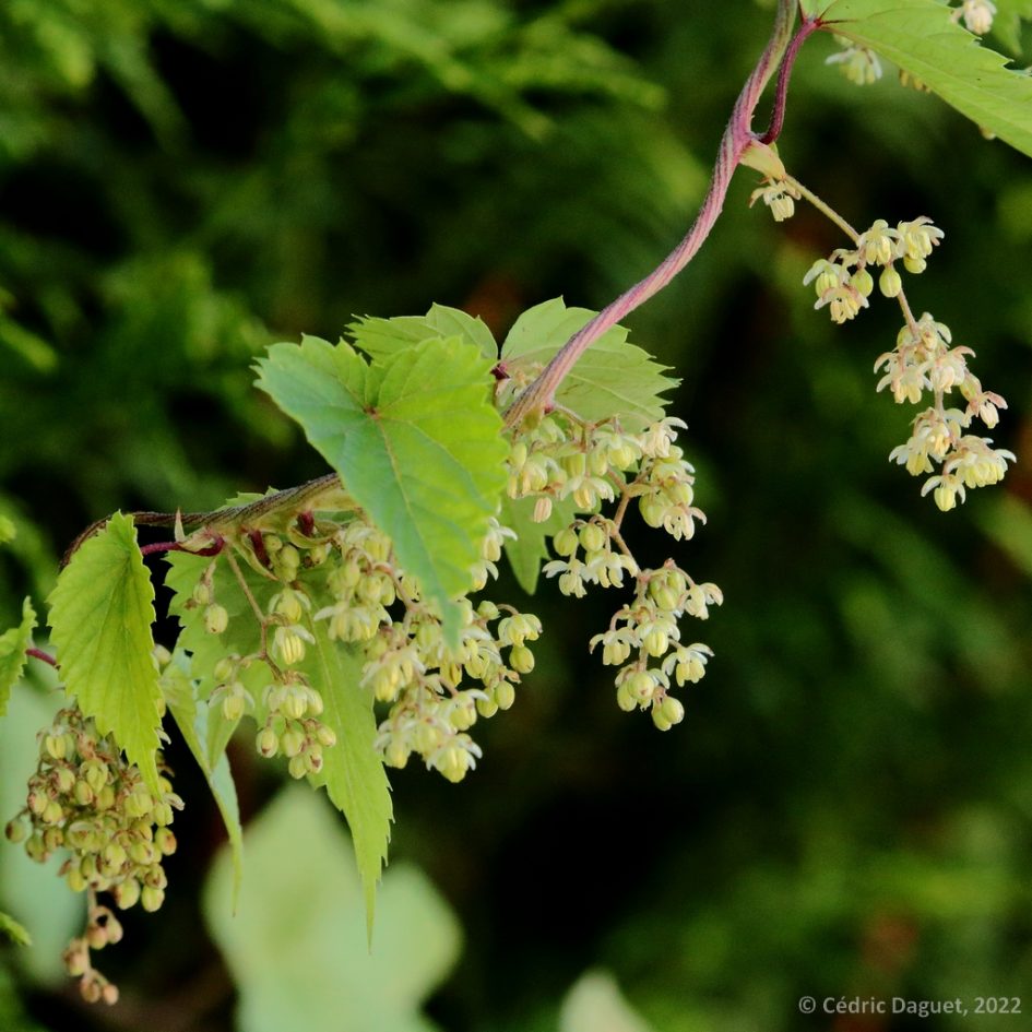 Le Houblon sauvage, plante à connaitre. - Place de la Nature