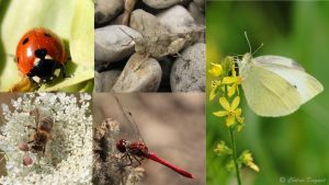 Les insectes : origine et classification - Place de la Nature