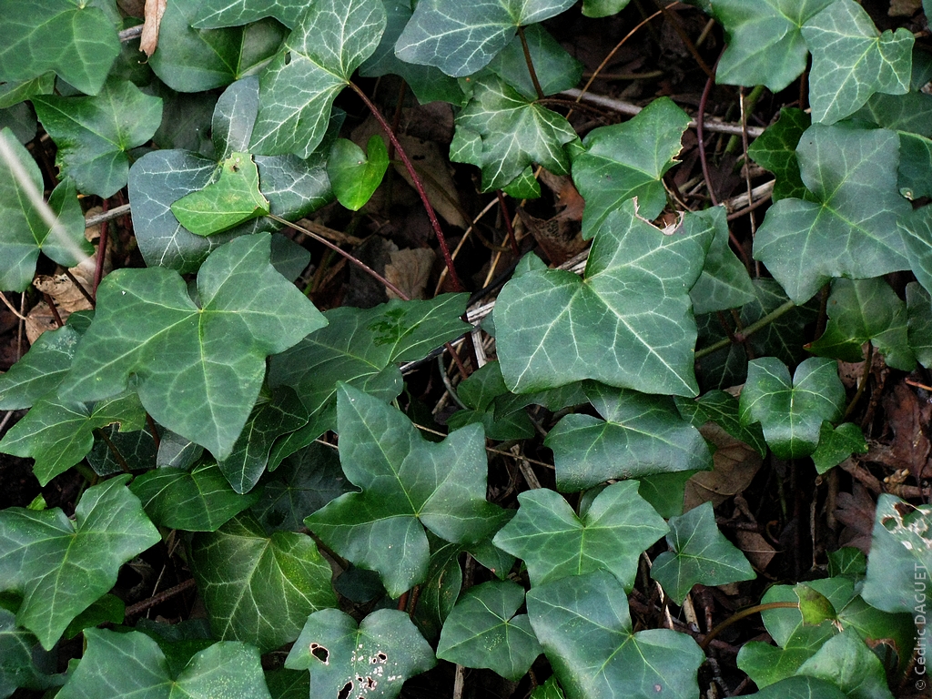 Le lierre grimpant - Place de la Nature