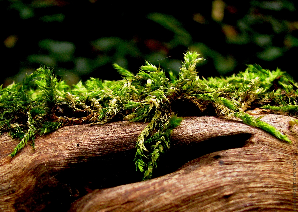 Les Bryophytes : les mousses - Place de la Nature