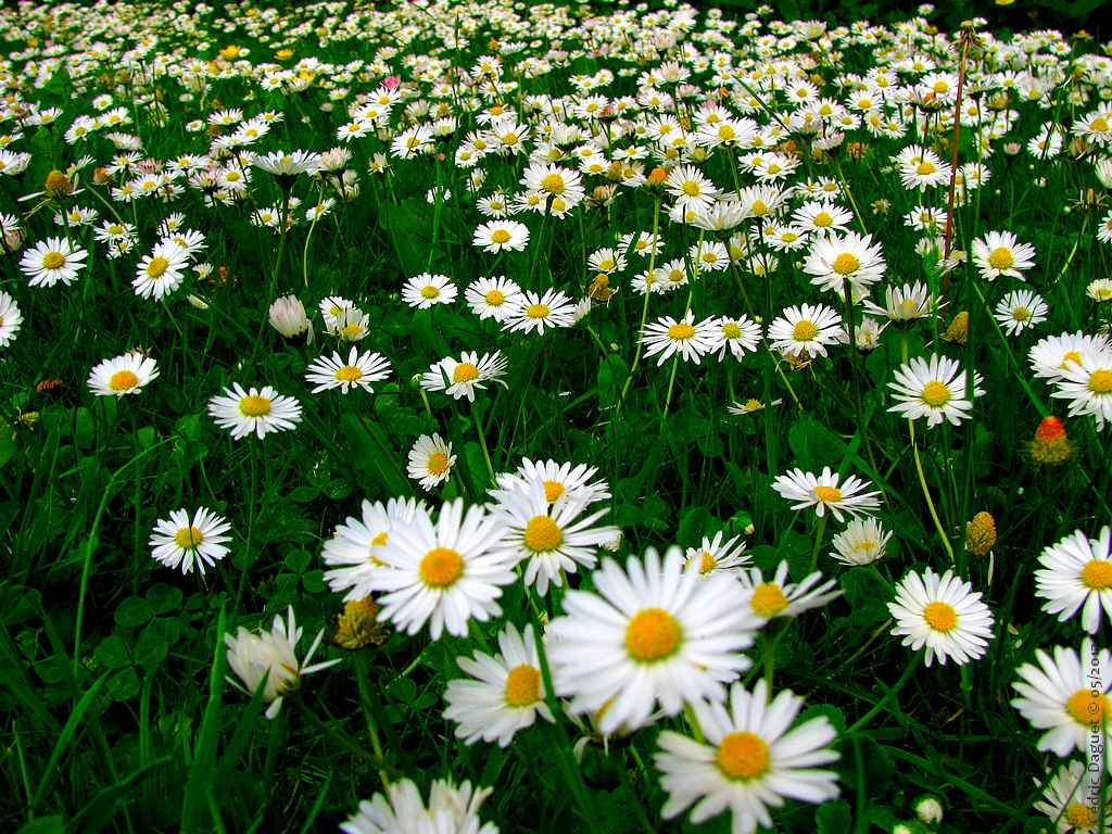 La Pâquerette vivace - Place de la Nature