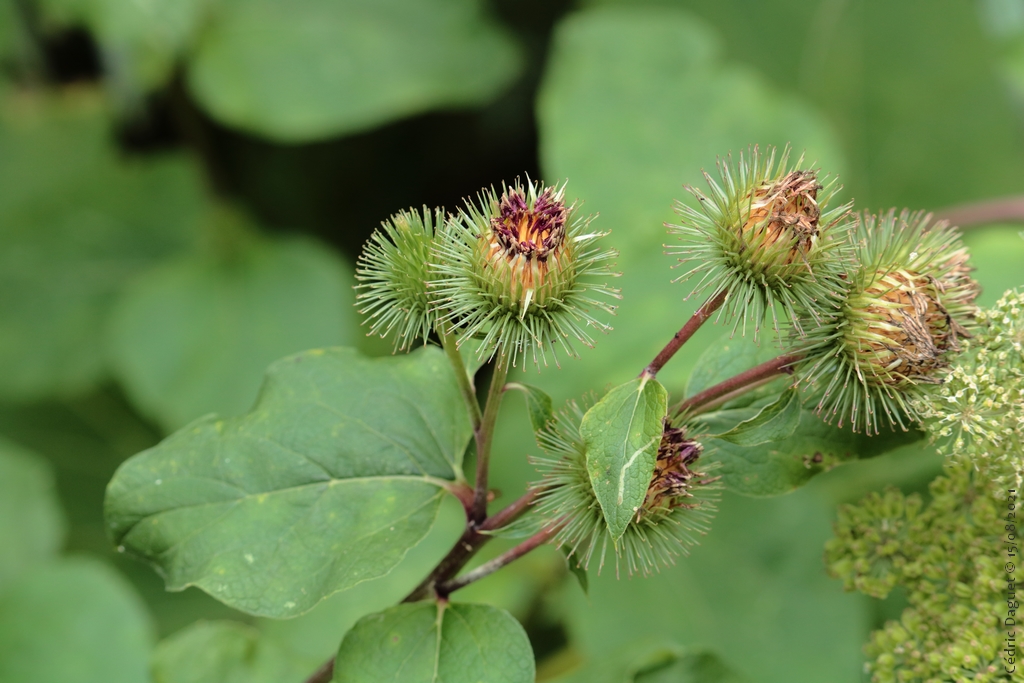 La Grande Bardane - Place de la Nature