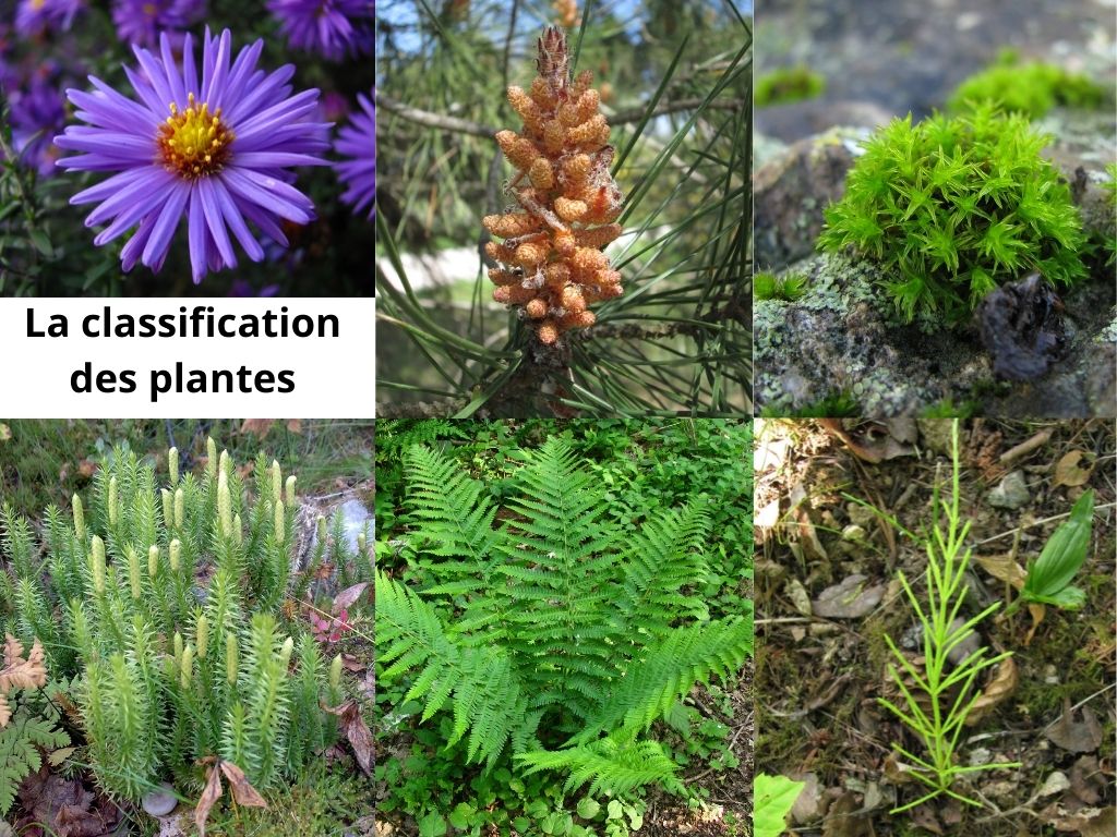 La classification des plantes - Place de la Nature