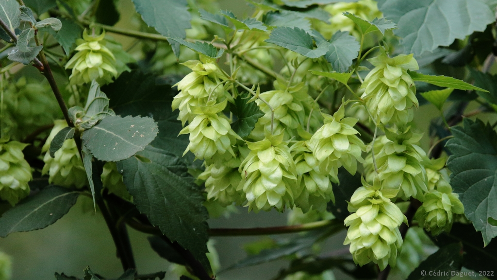 Le Houblon sauvage, plante à connaitre. - Place de la Nature