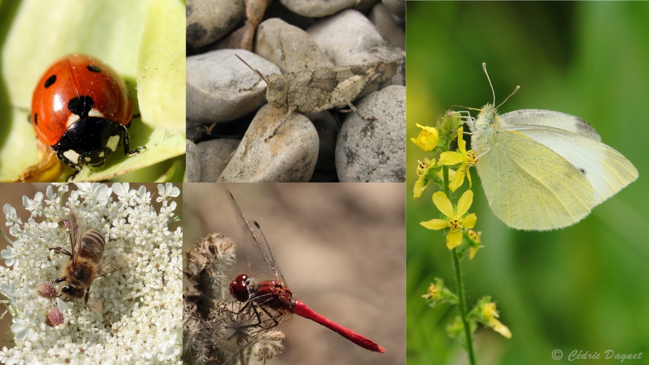 Les insectes : origine et classification - Place de la Nature